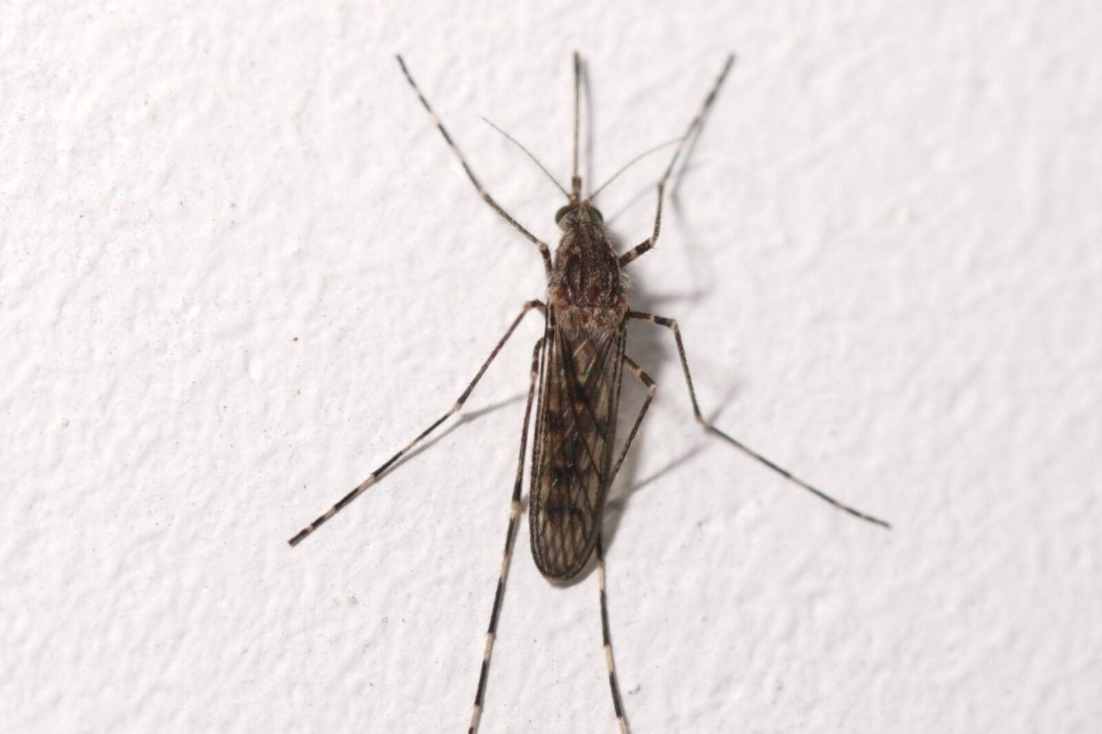 Mosquitoes Have Been Found in Iceland for the First Time Ever