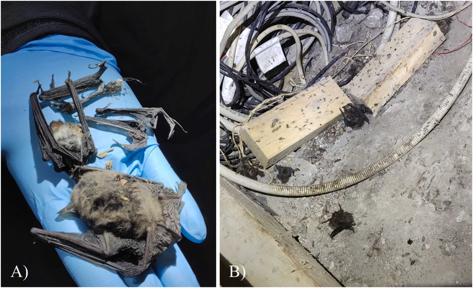 Horrifying Video Shows Rats Snatching Bats Midair, and Scientists Are ...