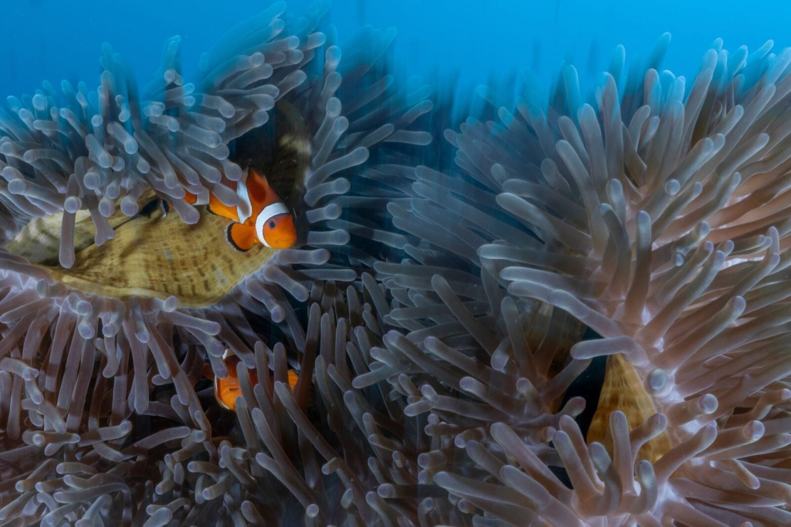 Do You Know Where Aquarium Fish Come From? The Answer Might Shock You