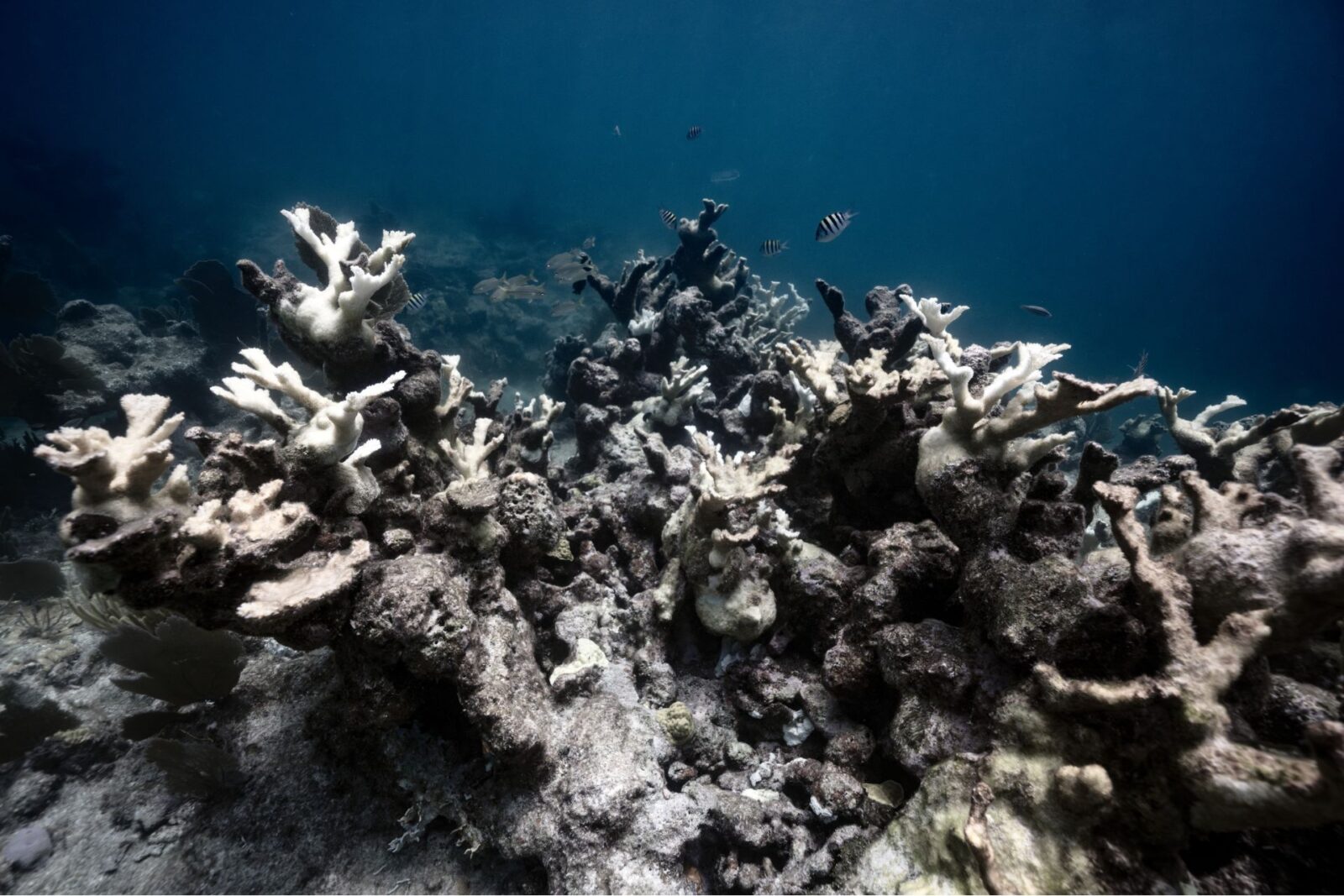New Report Finds One of Earth's Most Precious Ecosystems Has Already ...