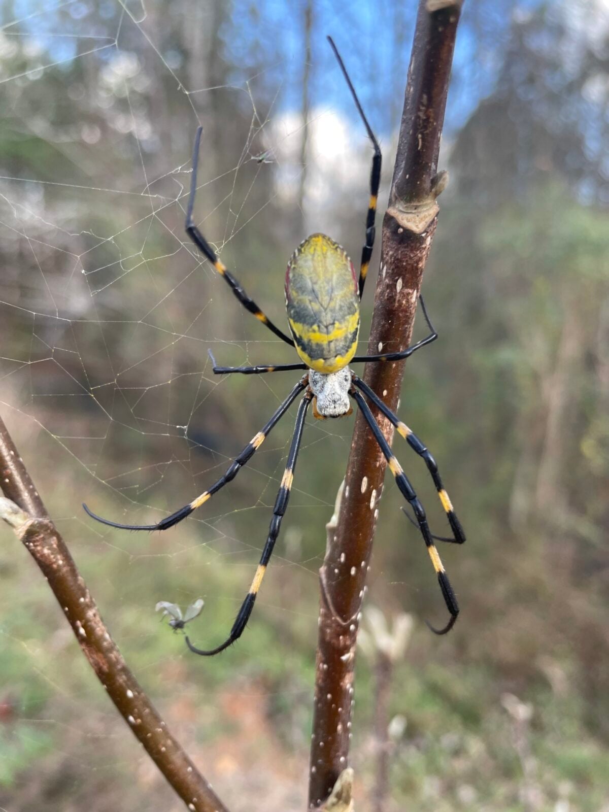 They’re Huge, They’re Creepy, and They’re Back—An Expert’s Tips for ...