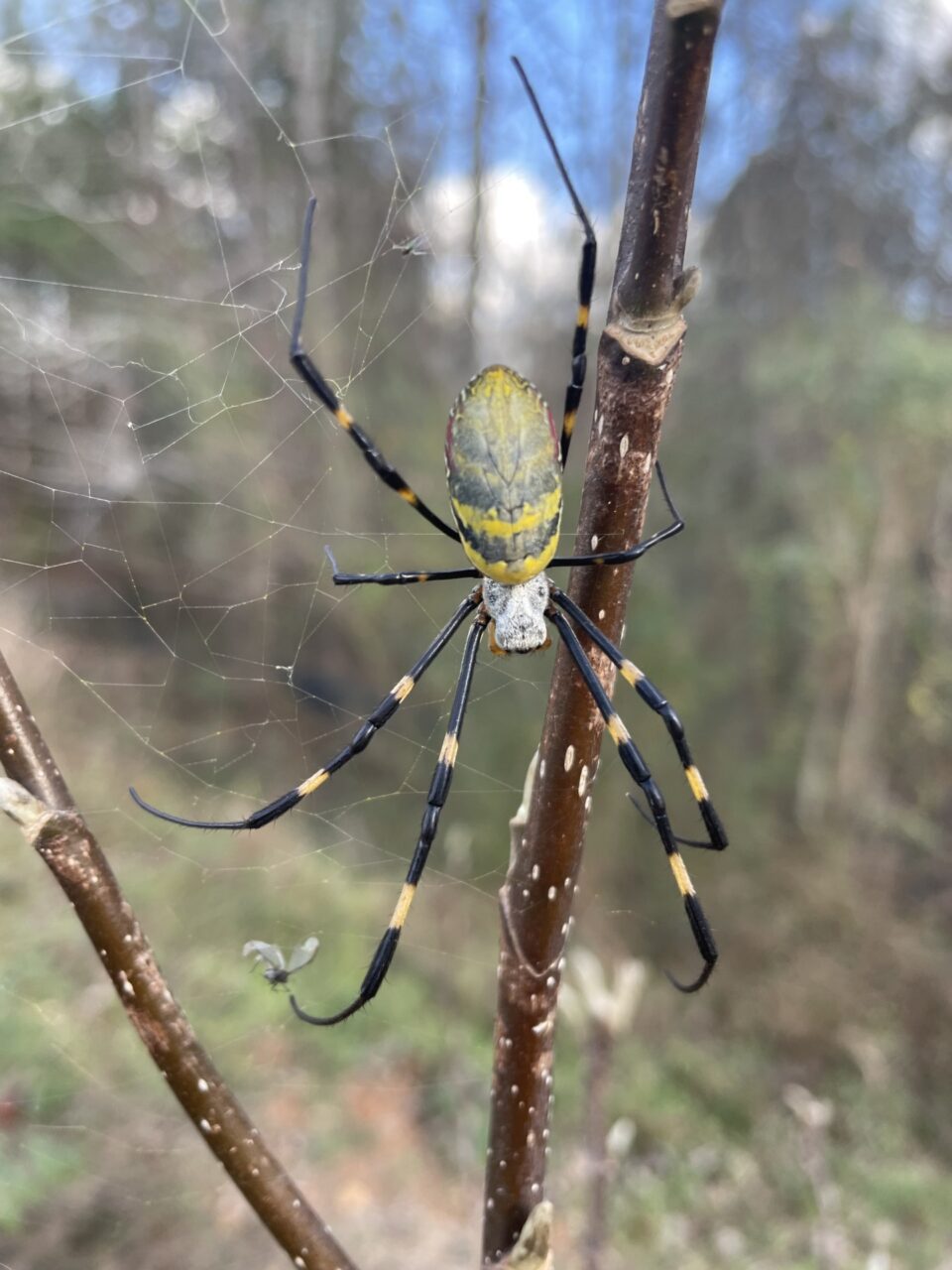 They’re Huge, They’re Creepy, and They’re Back—An Expert’s Tips for ...
