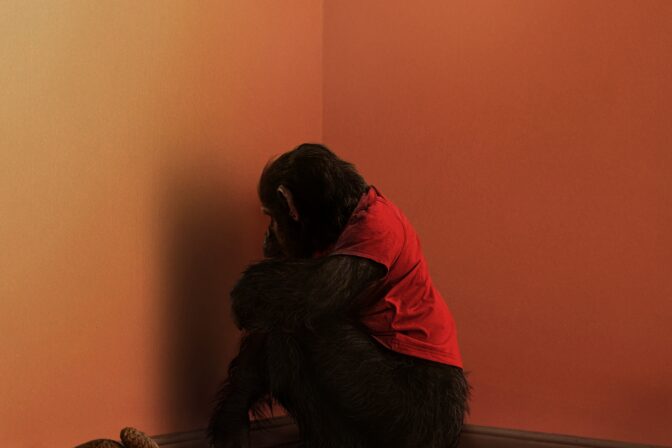 The First Trailer for 'Primate' Is the 'Nope' Opening on Simian Steroids