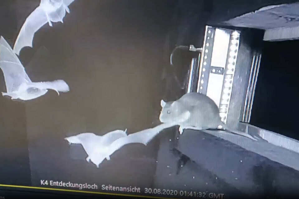 Horrifying Video Shows Rats Snatching Bats Midair, and Scientists Are ...
