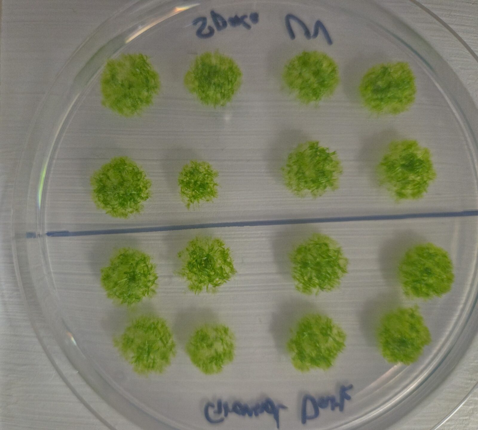 Moss Survives 9 Months Outside ISS, Somehow Keeps Growing Once Back on ...