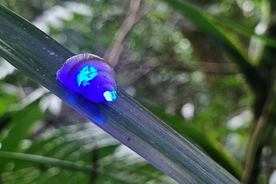Glow-in-the-Dark Snails Make Boring Research Beautiful