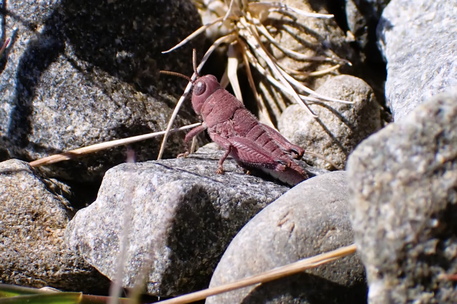 Exceptionally Rare Pink Grasshopper Is Chonky Adorable—and A Genetic
