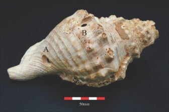 6,700-Year-Old Shell Trumpets Were Prehistoric Communication Tools ...