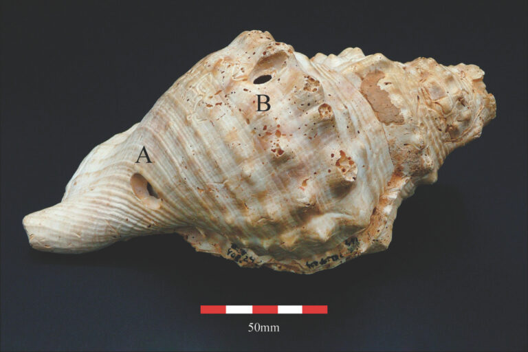 6,700-Year-Old Shell Trumpets Were Prehistoric Communication Tools ...