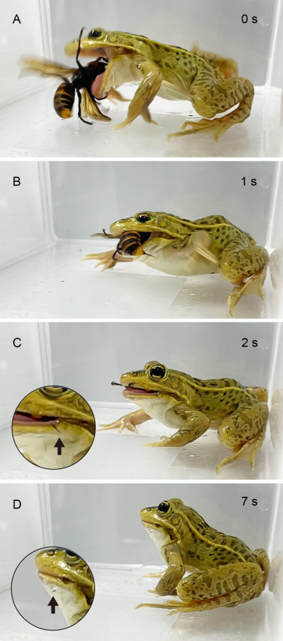 These Frogs Don’t Just Survive Venomous Murder Hornets—They Devour Them