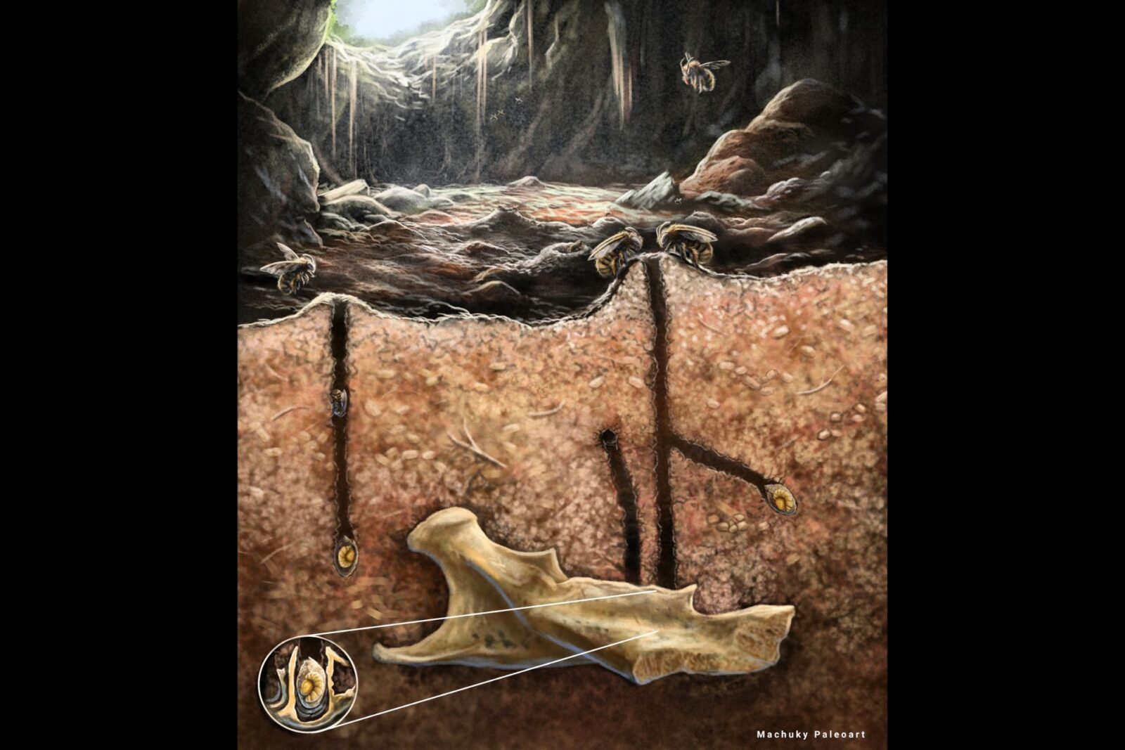 Fossilized Bee Nests Inside Skeletons Are Unlike Anything We've Seen Before