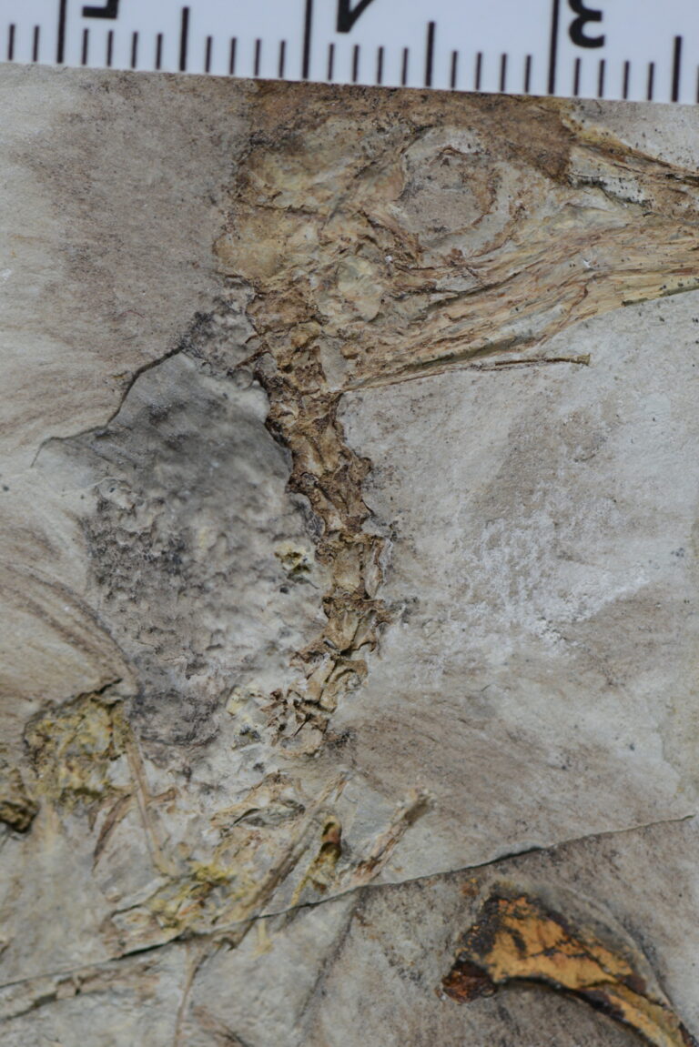 Ancient Bird Swallowed 800 Rocks and Choked to Death, Scientists Say