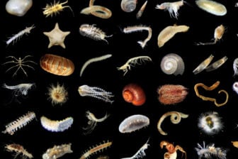 Company Discovers Hundreds of New Deep Sea Creatures While Figuring Out ...