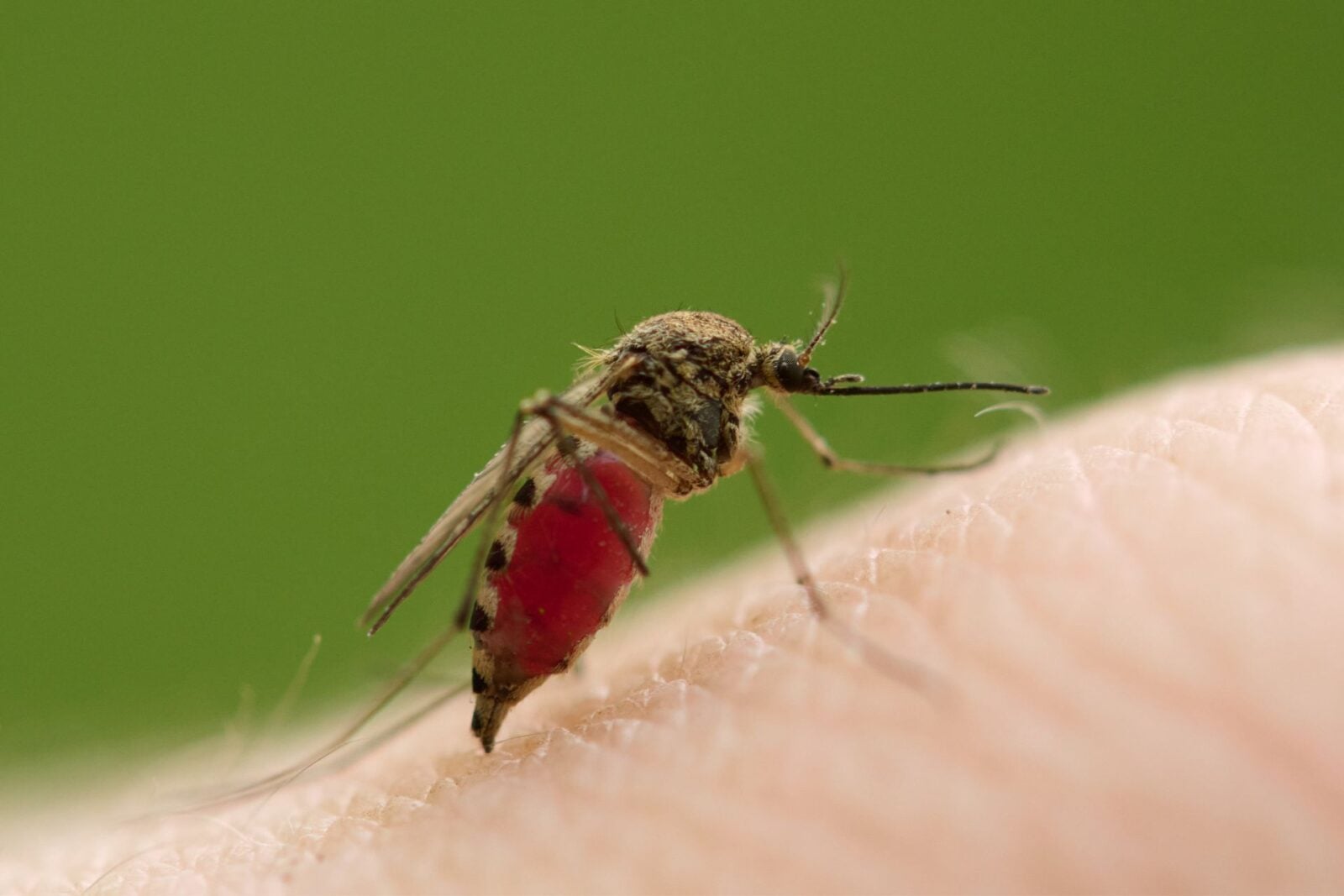 A Widely Used Mosquito Repellent Might Be Training Them to Seek Your Blood