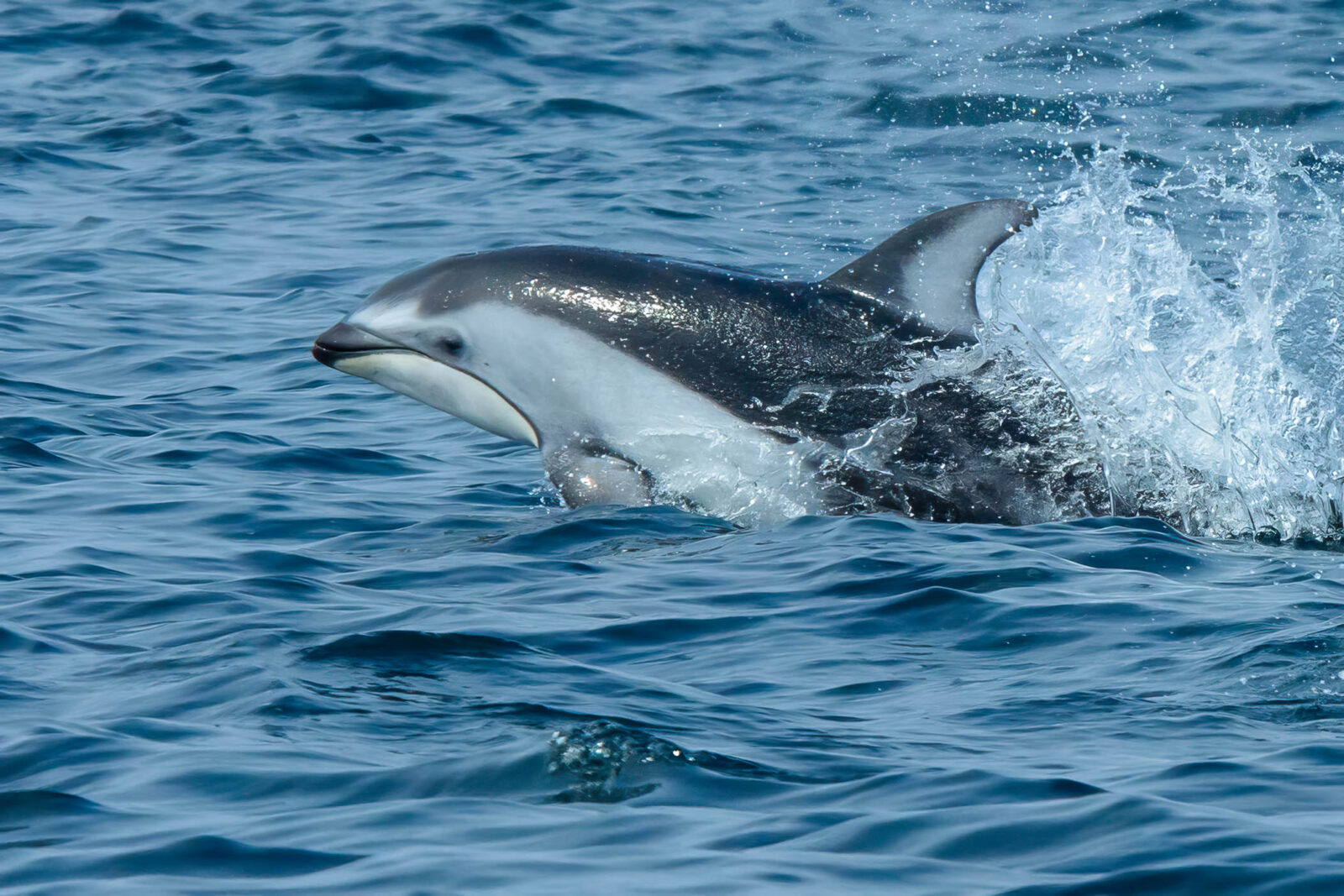 Watch Rare Video of Orcas Teaming Up With Dolphins to Hunt Giant Salmon