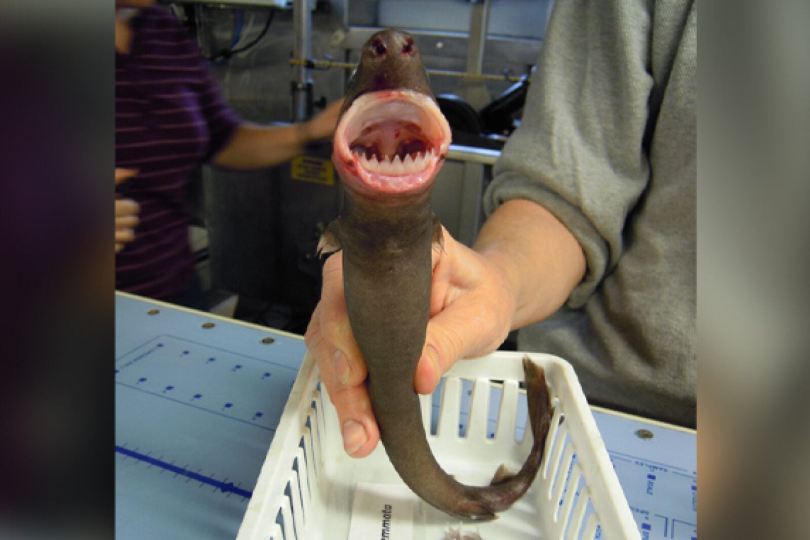 A Real-Life Sharktopus: Scientists Capture Footage of Octopus Riding ...