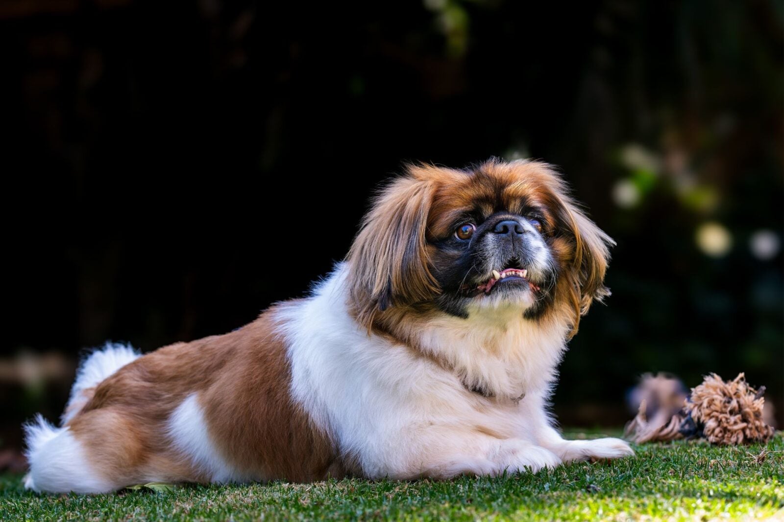 10 Greatest Superhero Dogs!