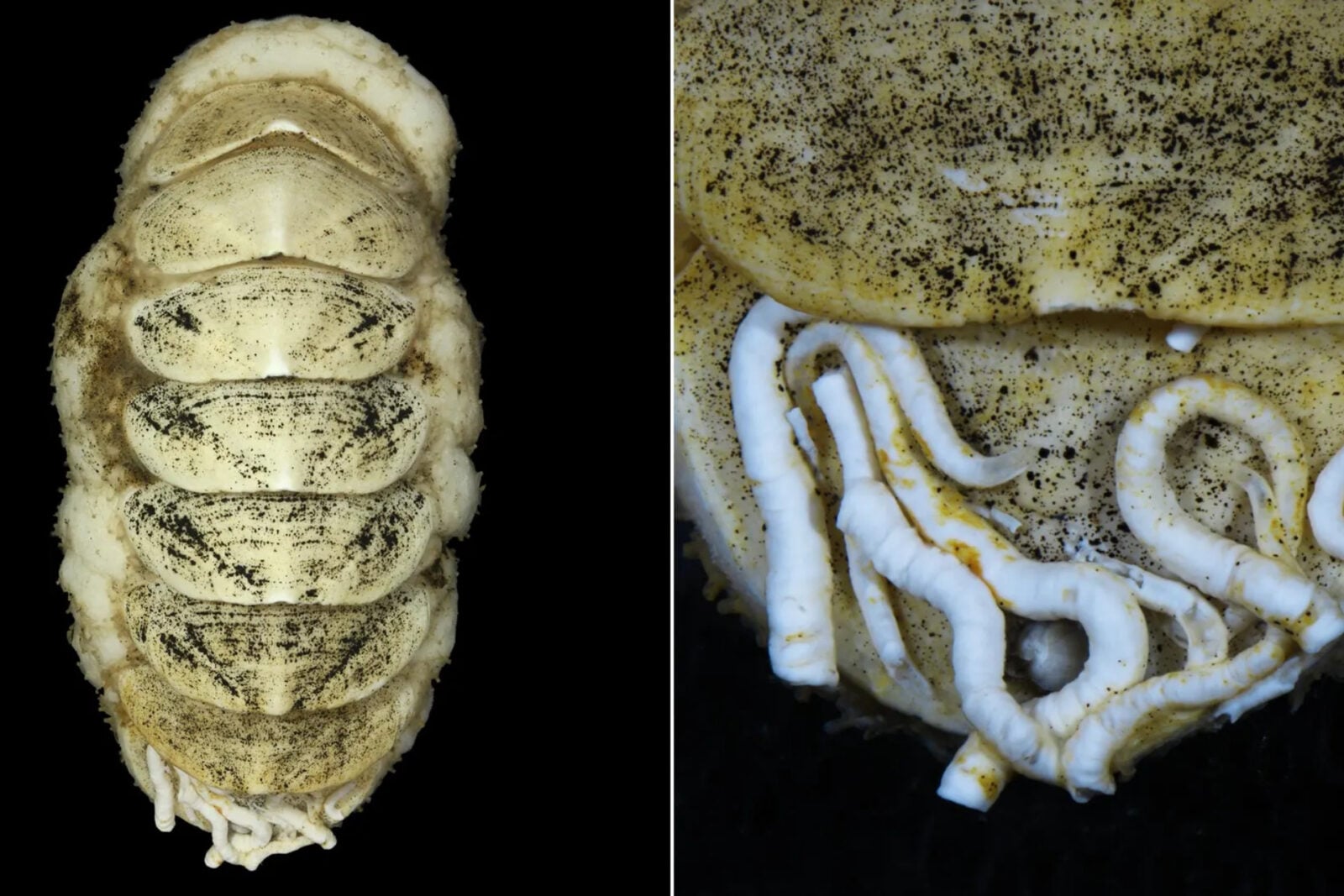 New Deep-Sea Mollusk Has an Iron Tongue and Hitchhiking Worms That Eat ...