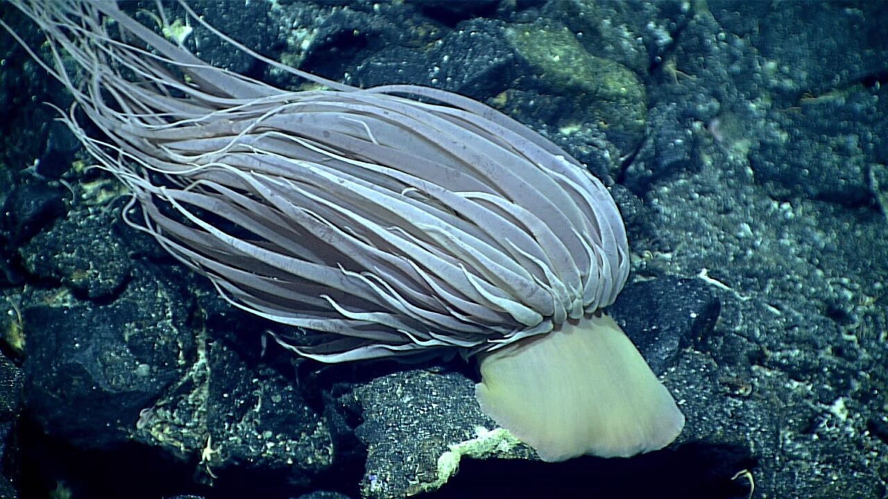 Scientists Finally Solve Mystery of 'Golden Orb' Found on Alaskan Seafloor