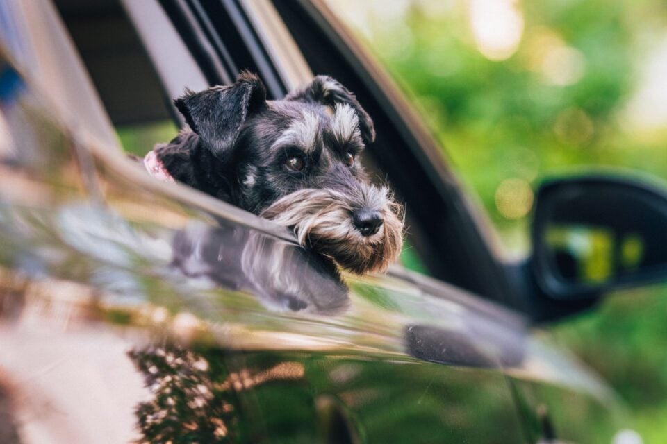 Dog in Car Shoots Woman With Shotgun, Nebraska Police Say