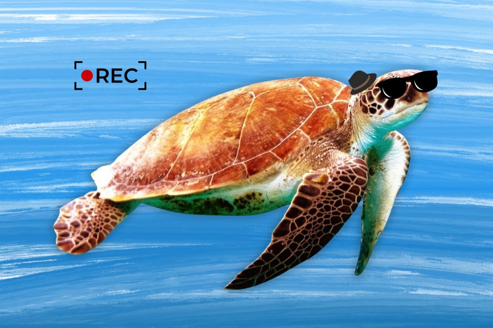 China's Ministry of State Security Accuses 'Spy Turtles and Spy Fish ...