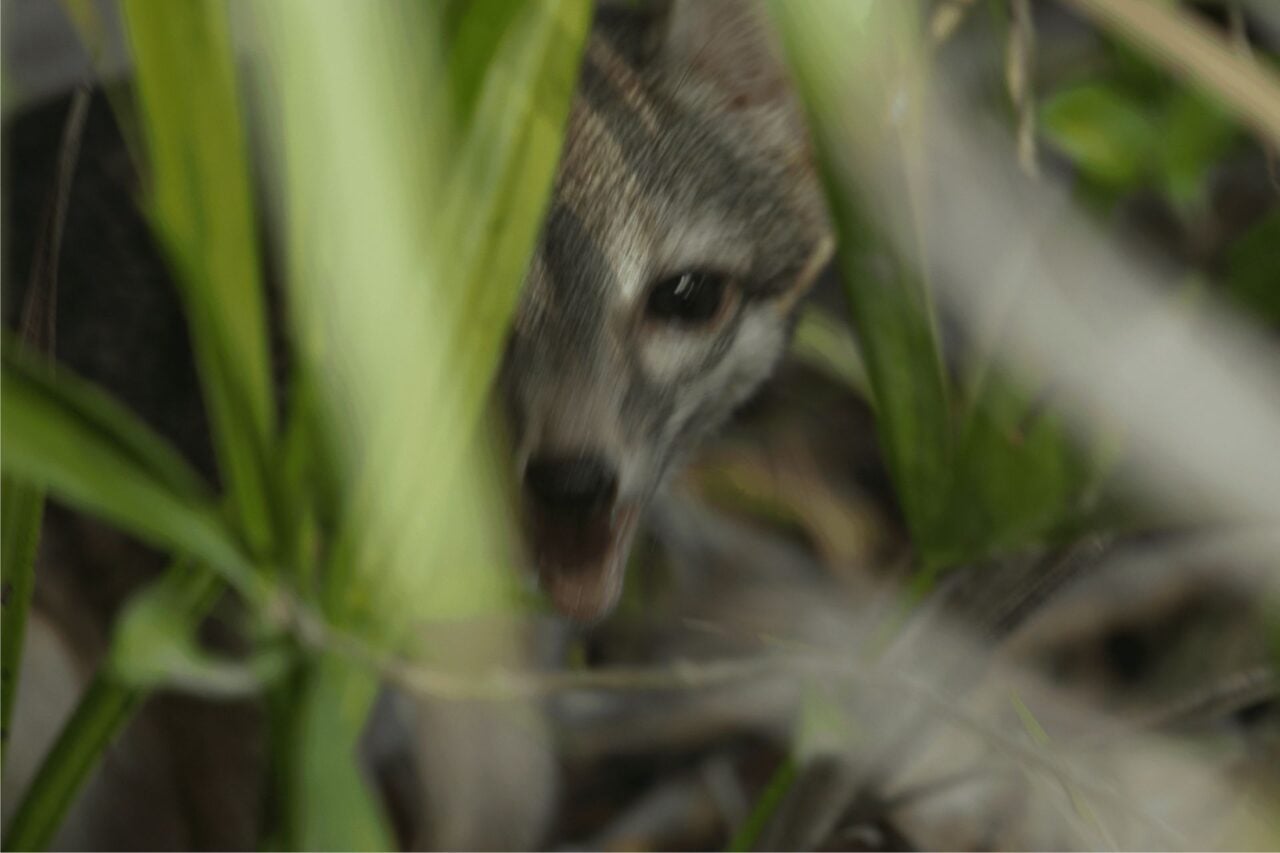 Scientists Capture First Photo Evidence of Dwarf Island Fox Not Seen in ...