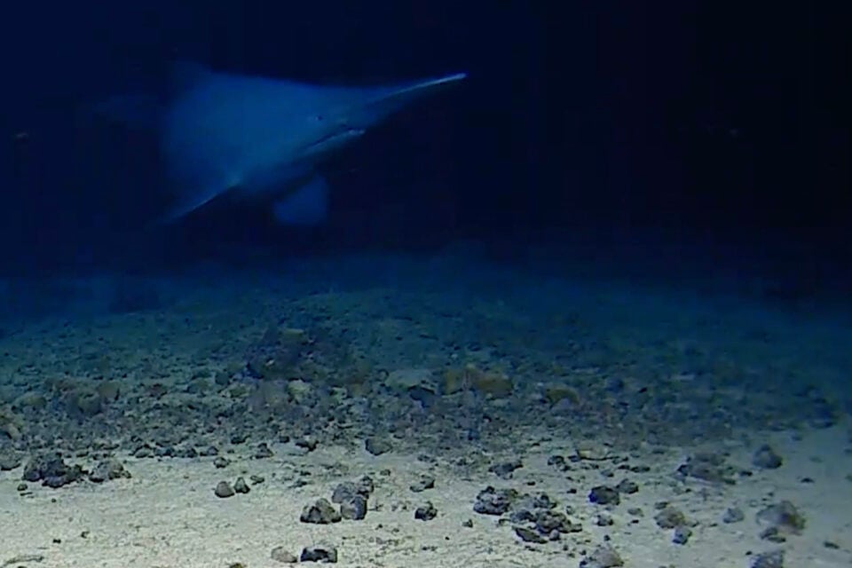 Watch a Rare Goblin Shark Filmed Alive in Its Natural Habitat for the ...